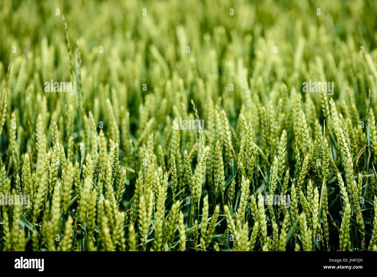 Yellow wheat field close up macro photograph with abstract texture ...