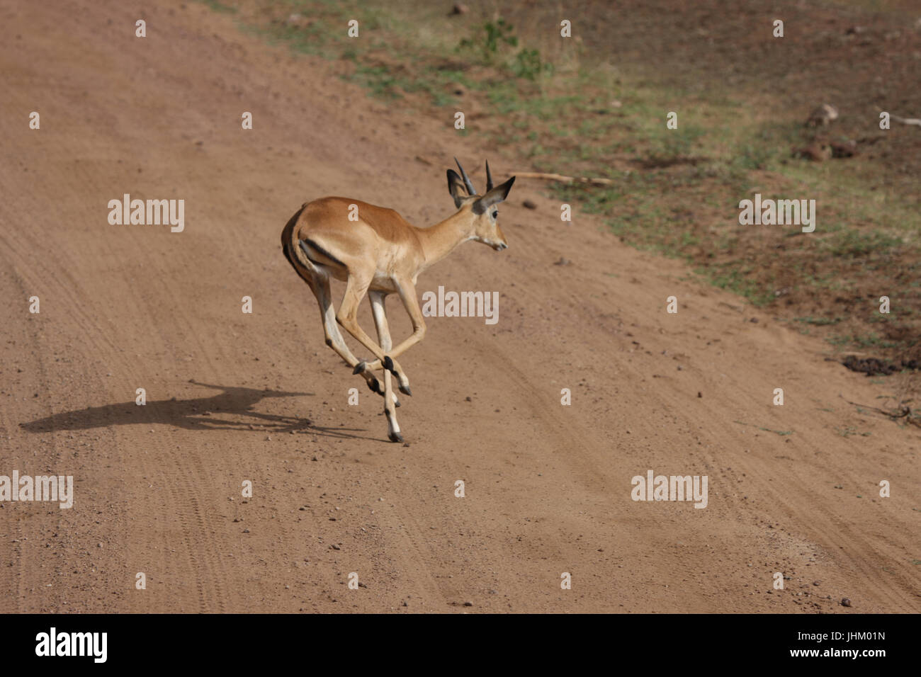 Wild Antelope mammal in African Botswana savannah Stock Photo - Alamy