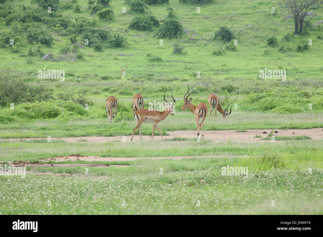 Wild Antelope mammal in African Botswana savannah Stock Photo - Alamy