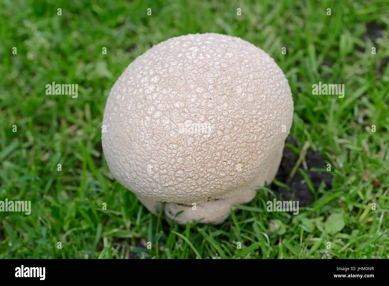 Mosaic Puffball, North Rhine-Westphalia, Germany / (Calvatia utriformis ...