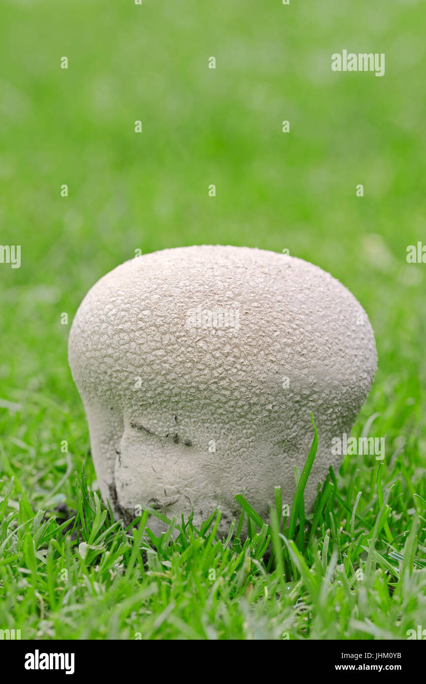 Calvatia utriformis hi-res stock photography and images - Alamy
