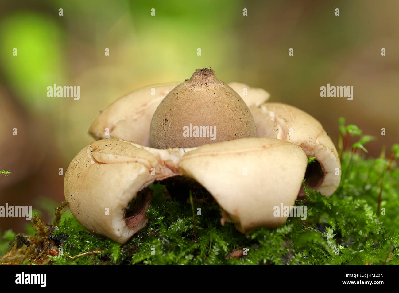 Collared Earthstar, North Rhine-Westphalia, Germany / (Geastrum triplex ...