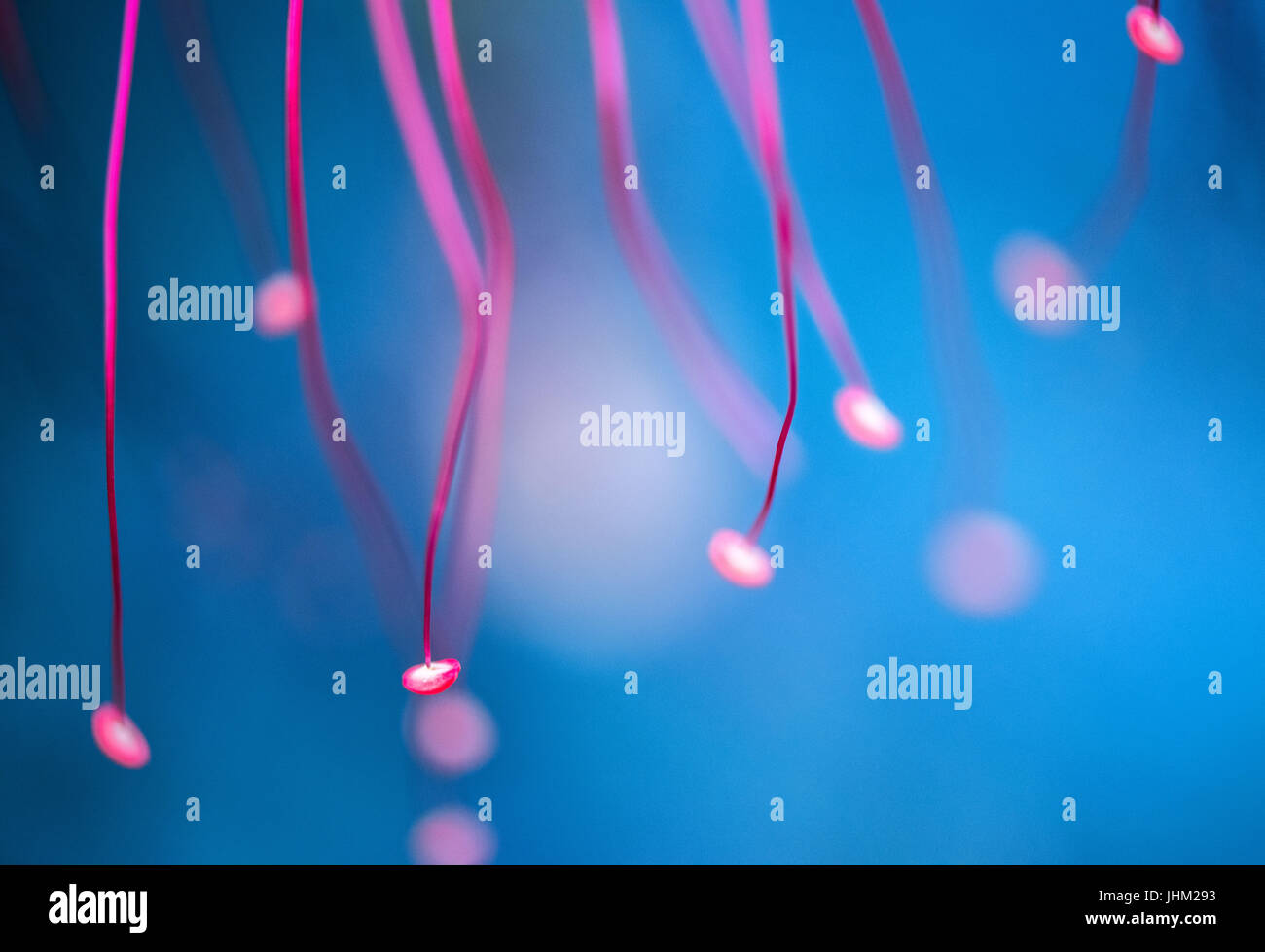 Colorful macro world Stock Photo - Alamy