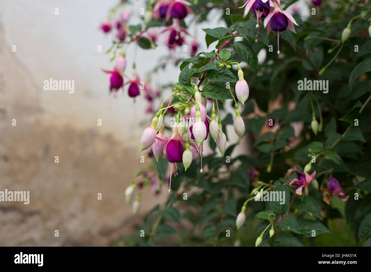 Fuchsia magellanica close up hi-res stock photography and images - Alamy