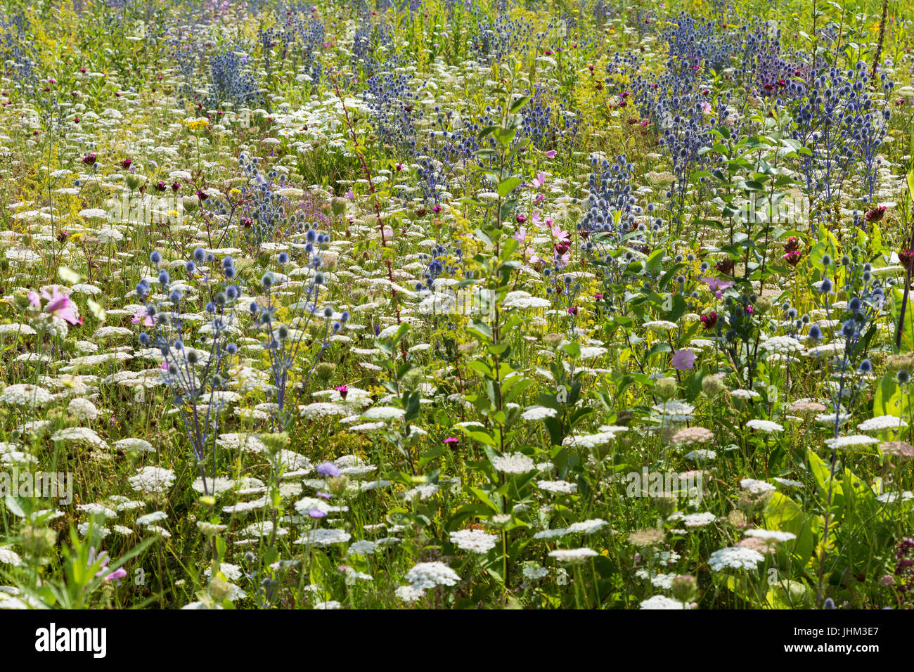 Mass Planting of Perennial Flowers on Hillside at RHS Hyde Hall Stock ...