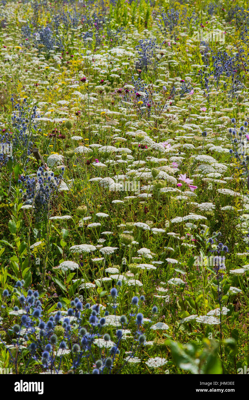 Mass Planting of Perennial Flowers on Hillside at RHS Hyde Hall Stock ...