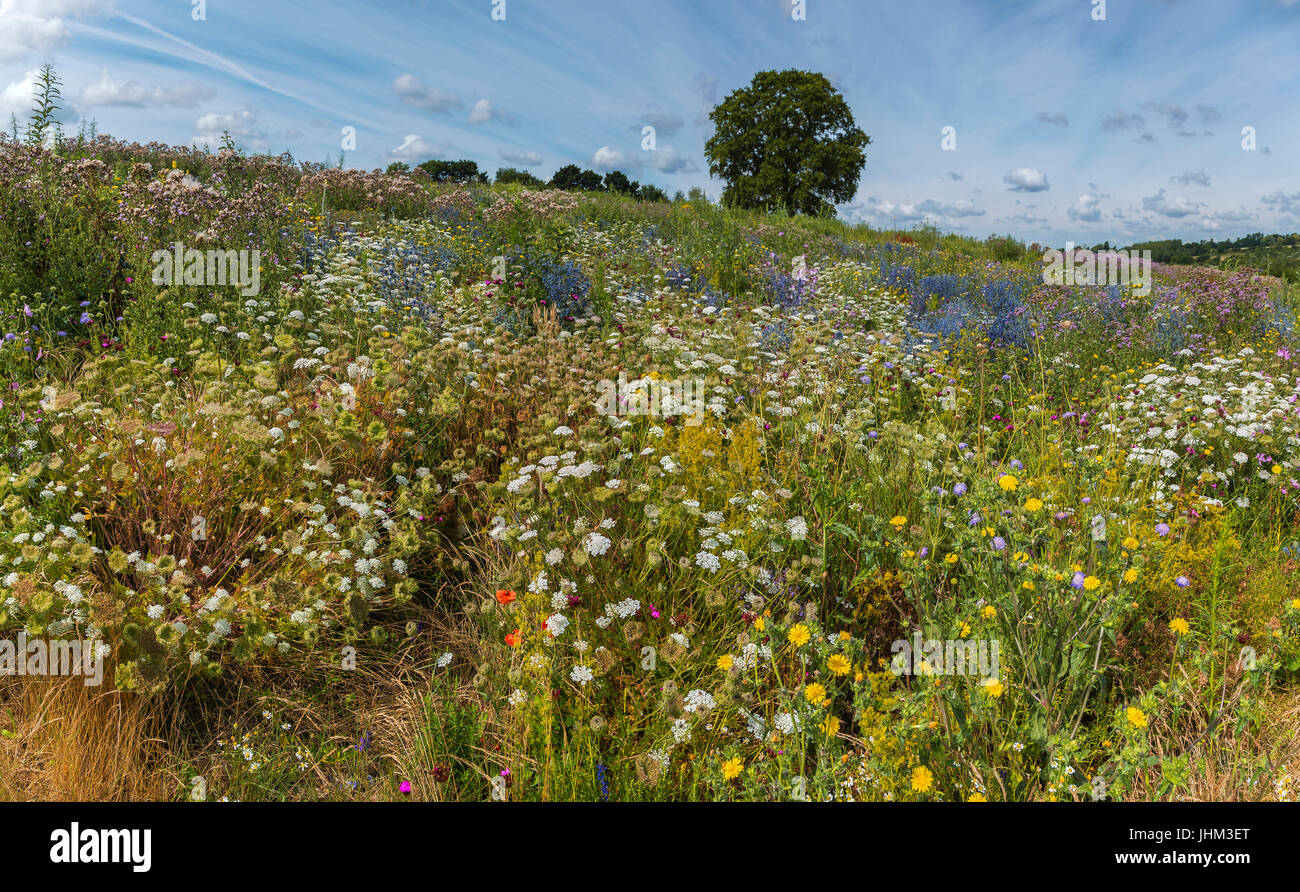 Mass Planting of Perennial Flowers on Hillside at RHS Hyde Hall Stock ...