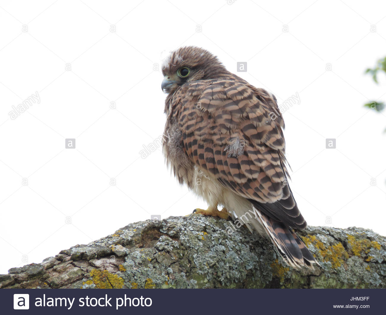 Young Kestrel High Resolution Stock Photography and Images - Alamy