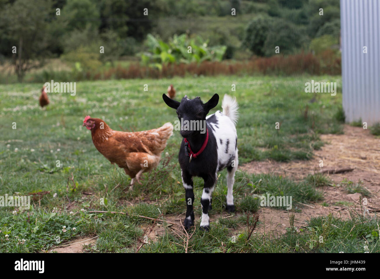 Baby goat and hen Stock Photo - Alamy
