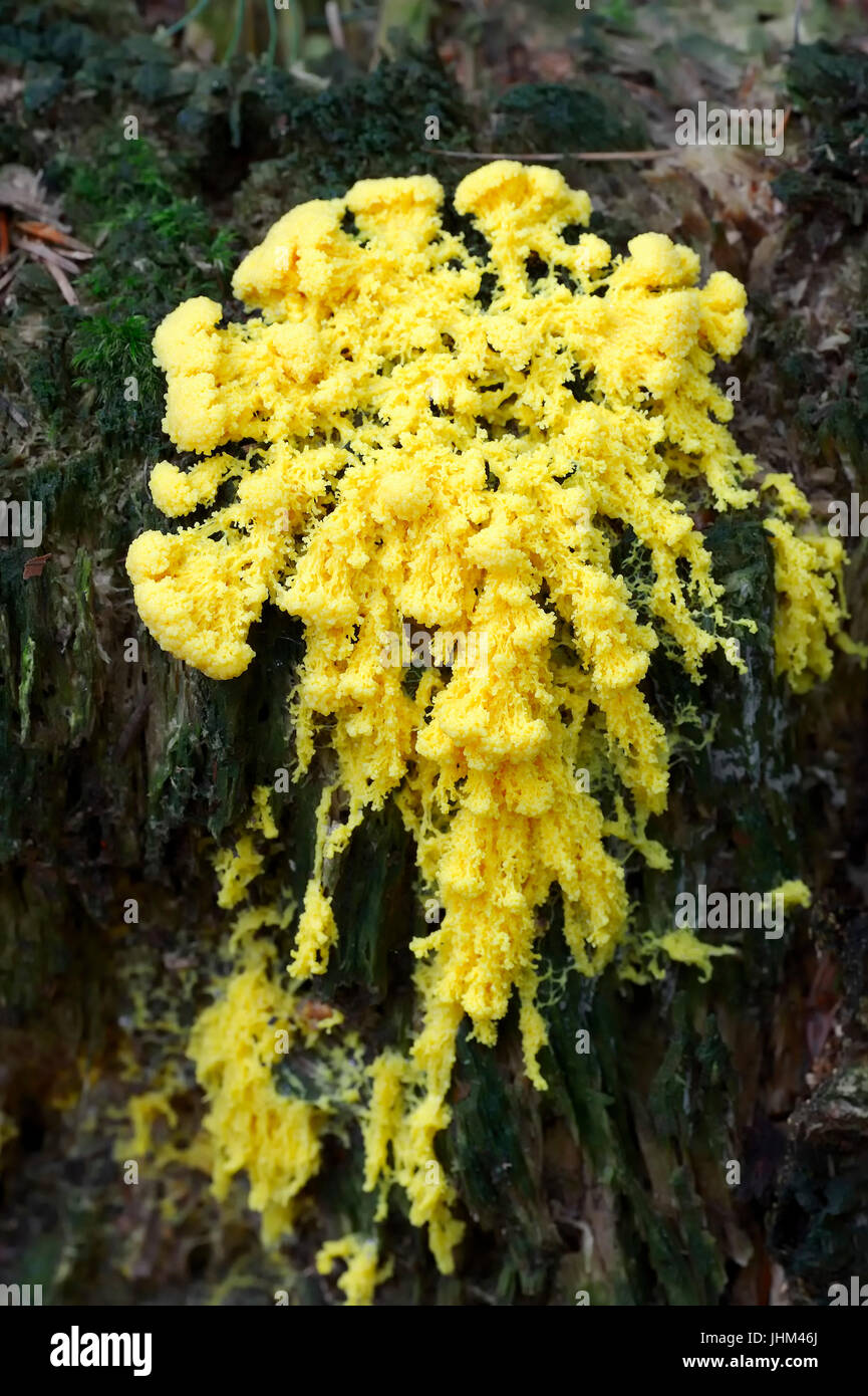 Sulphur Slime Fungus, North Rhine-Westphalia, Germany / (Fuligo septica ...