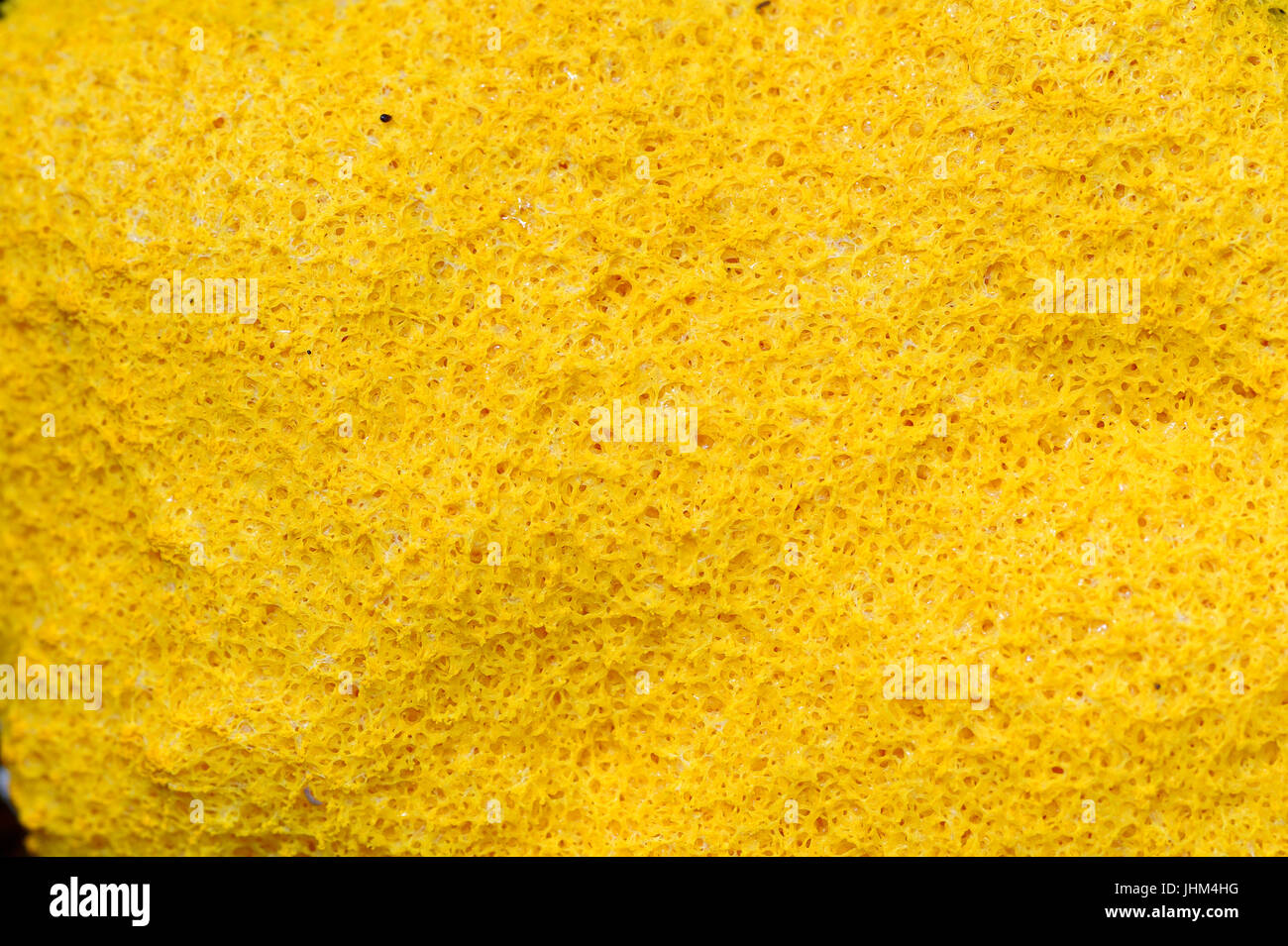 Sulphur Slime Fungus, North Rhine-Westphalia, Germany / (Fuligo septica ...