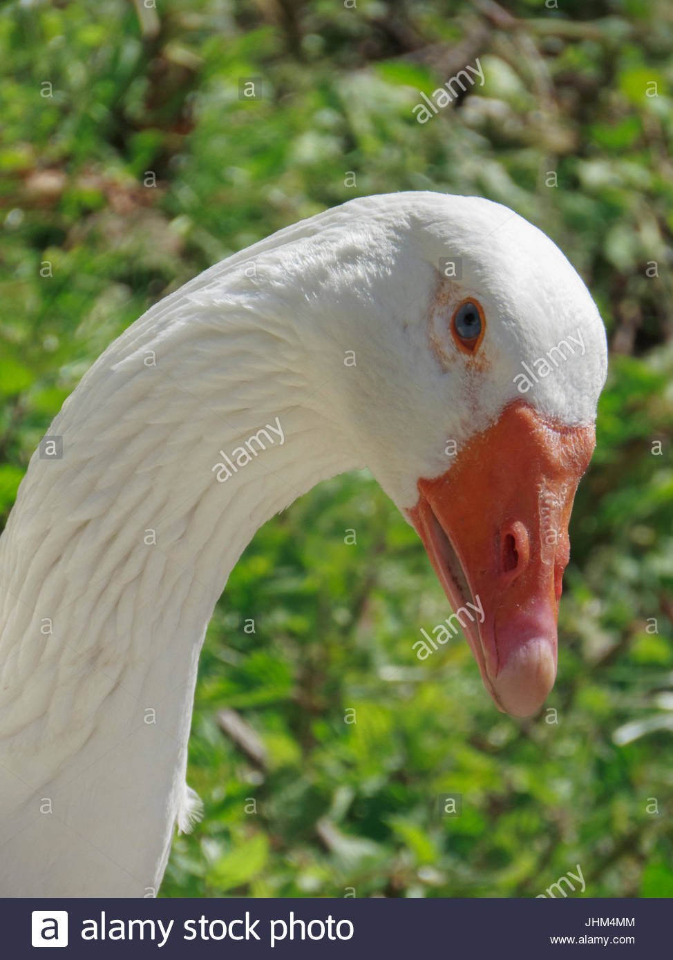 Livestock Guards High Resolution Stock Photography and Images - Alamy