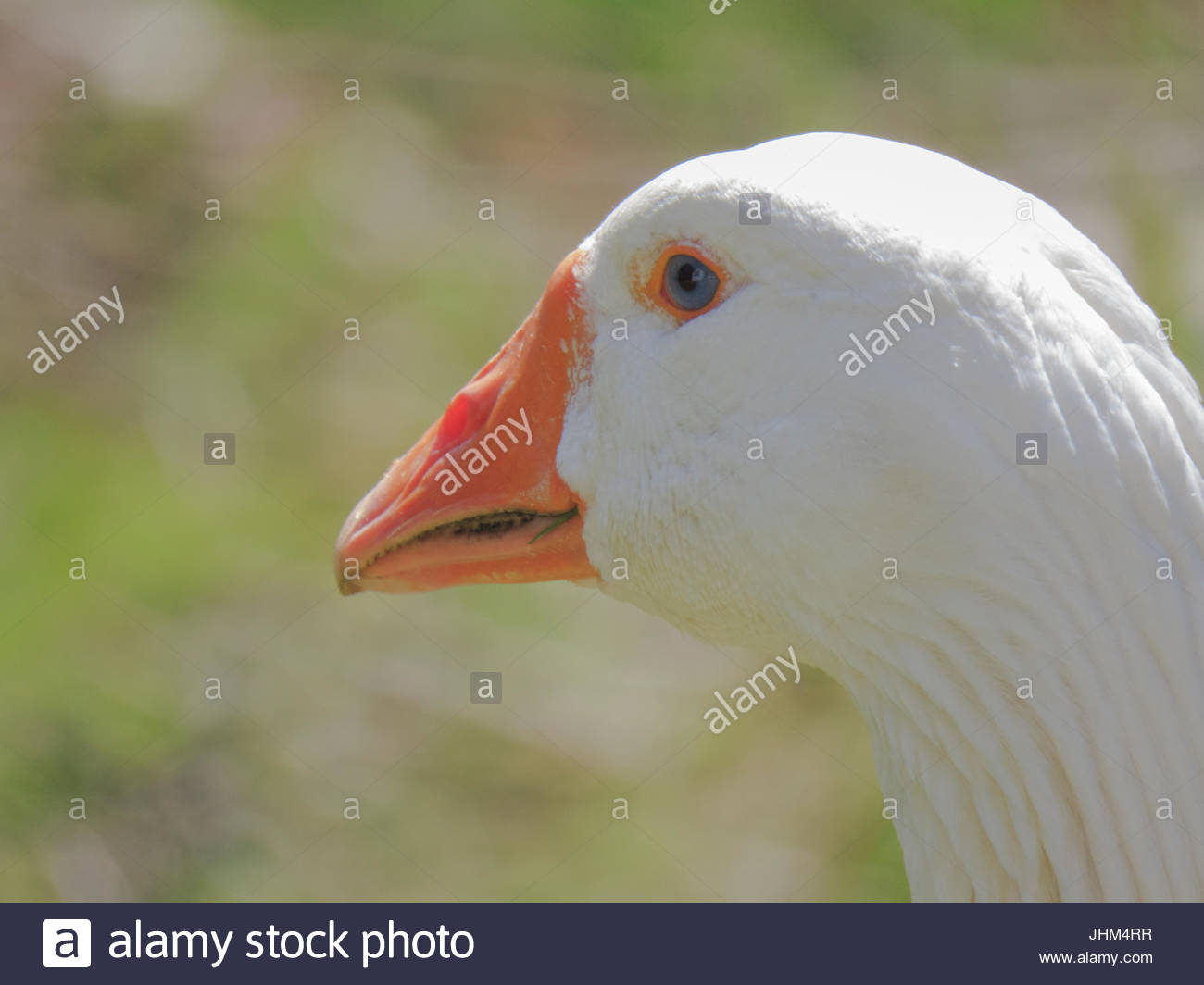 Embden Goose High Resolution Stock Photography and Images - Alamy