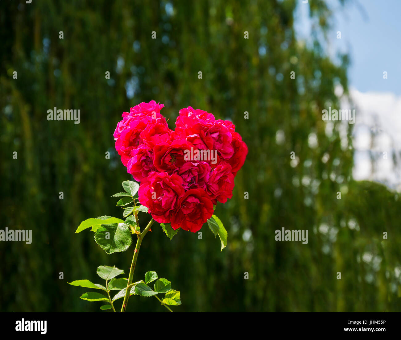 Red flowers of a delicate red fragrant rose in the shape of a heart on ...