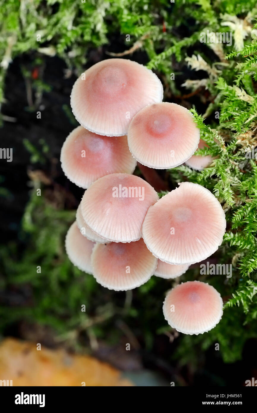 Bleeding Mycena High Resolution Stock Photography and Images - Alamy
