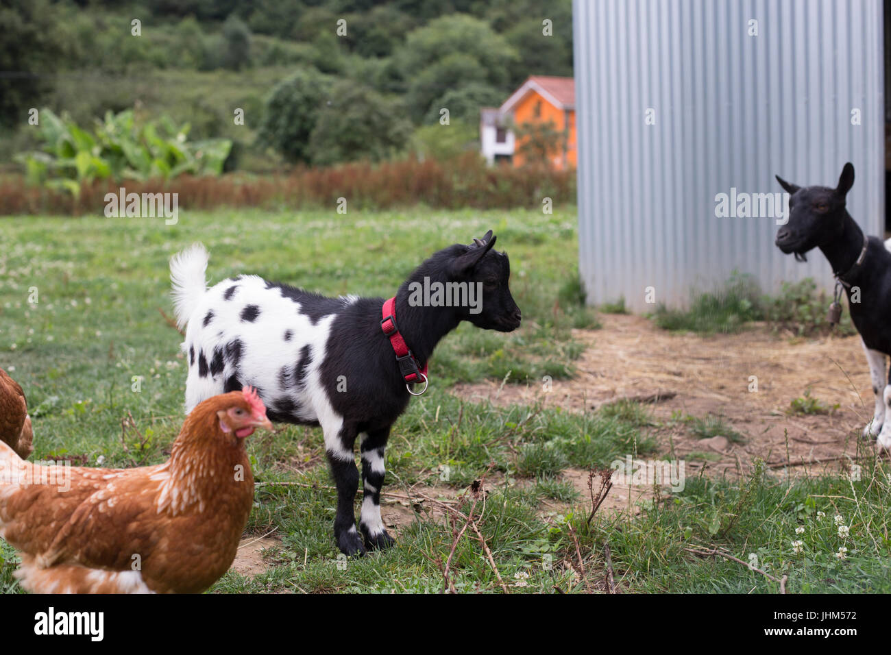Baby goat and hen Stock Photo - Alamy
