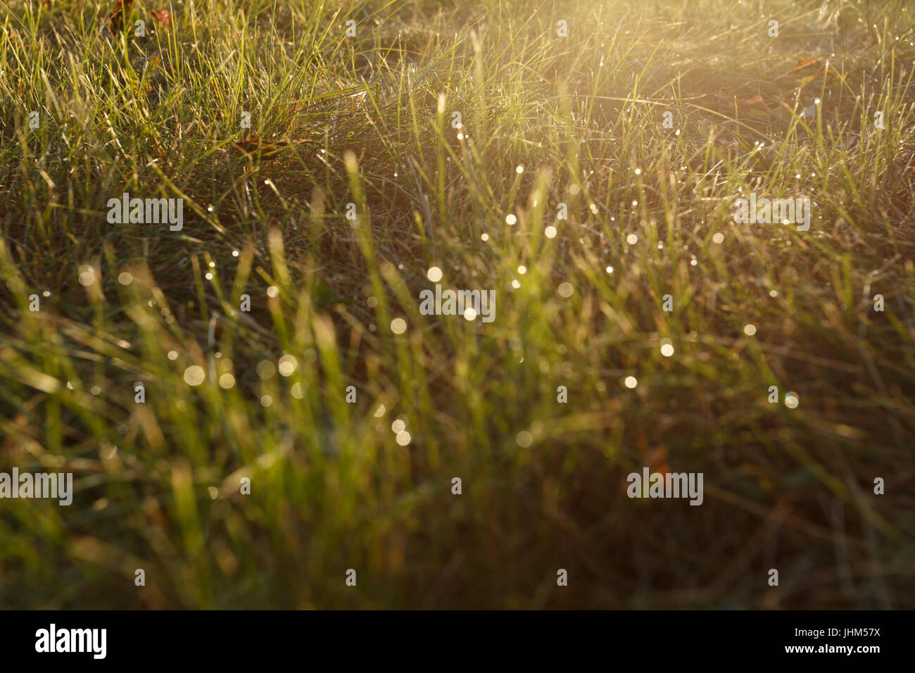 Dew on the grass in backlight close Stock Photo - Alamy