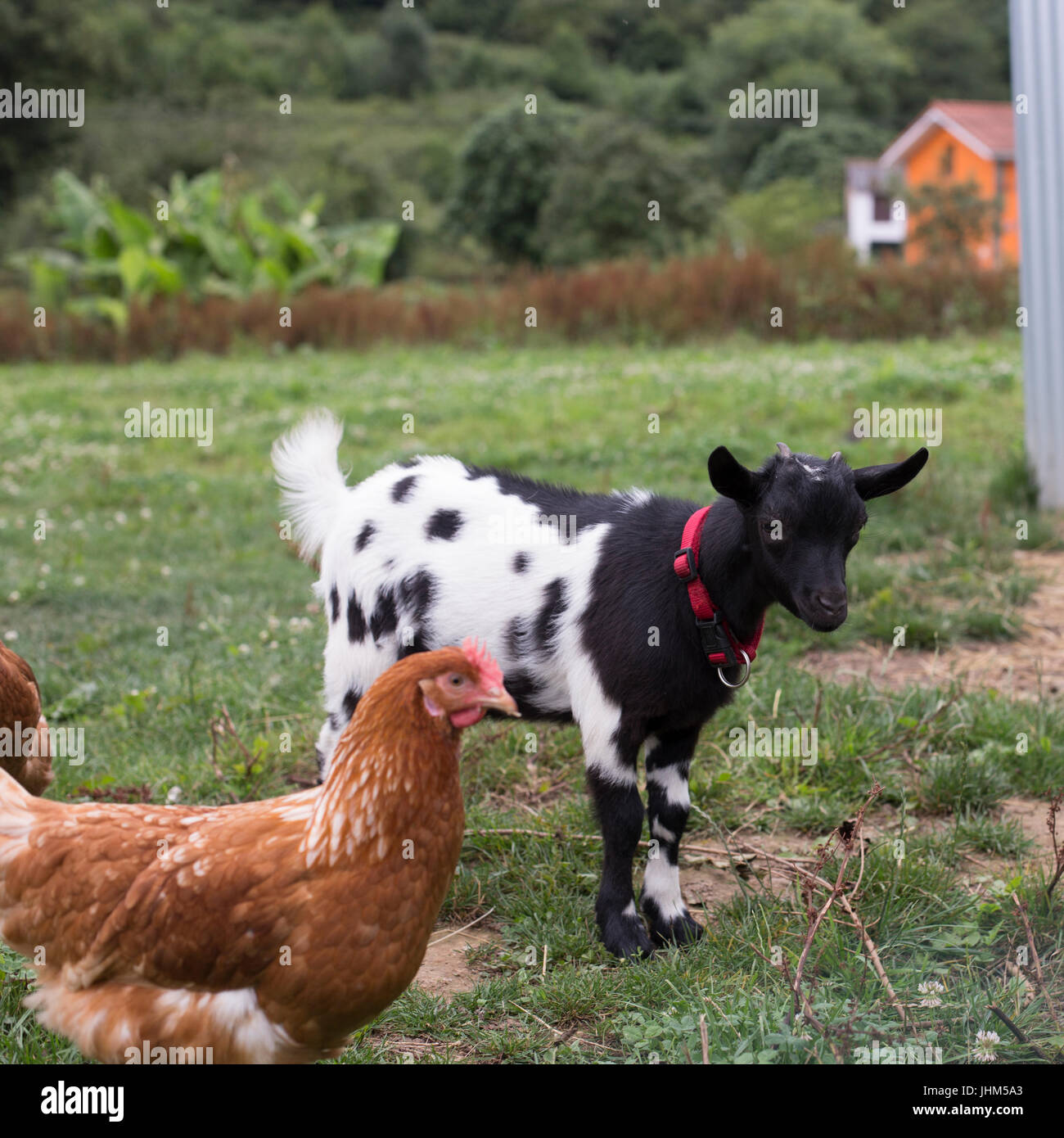 Baby goat and hen Stock Photo - Alamy