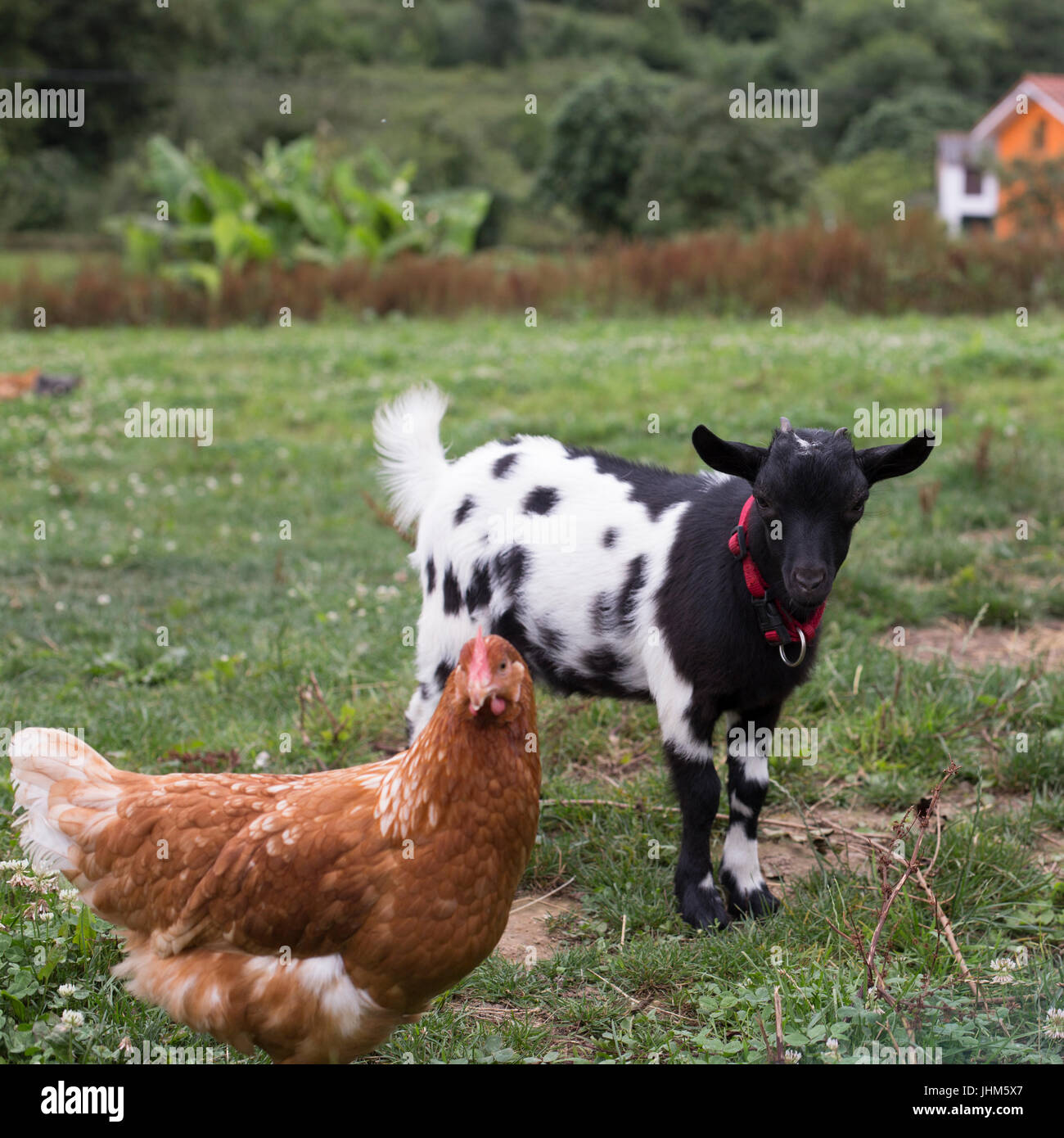 Baby goat and hen Stock Photo - Alamy