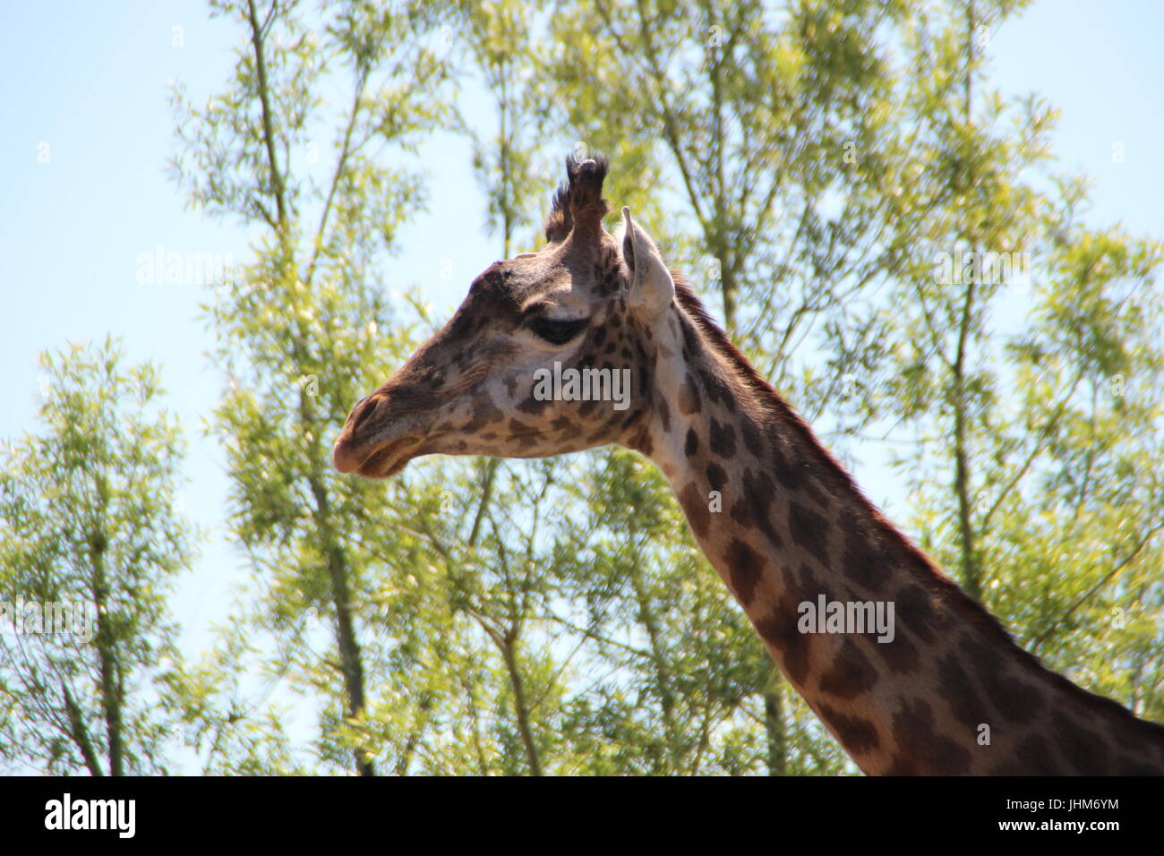 Sad giraffe hi-res stock photography and images - Alamy
