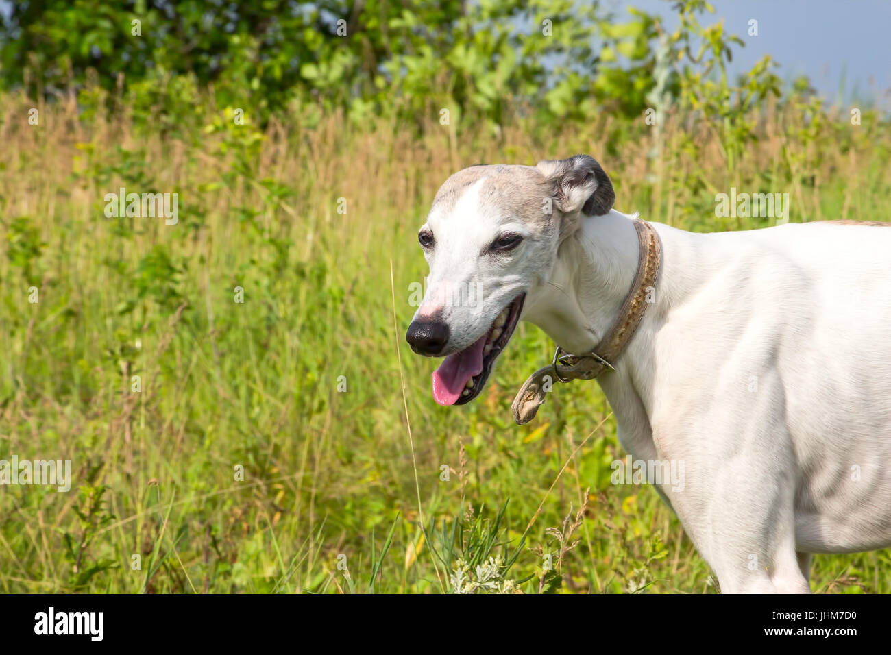 Dog english greyhound adult standard hi-res stock photography and ...