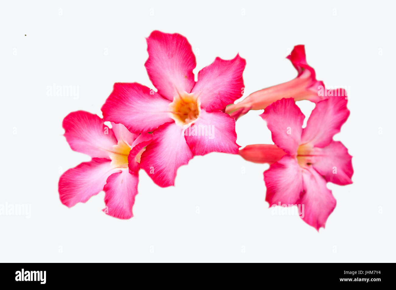 desert rose flower from tropical climate on white background Stock ...