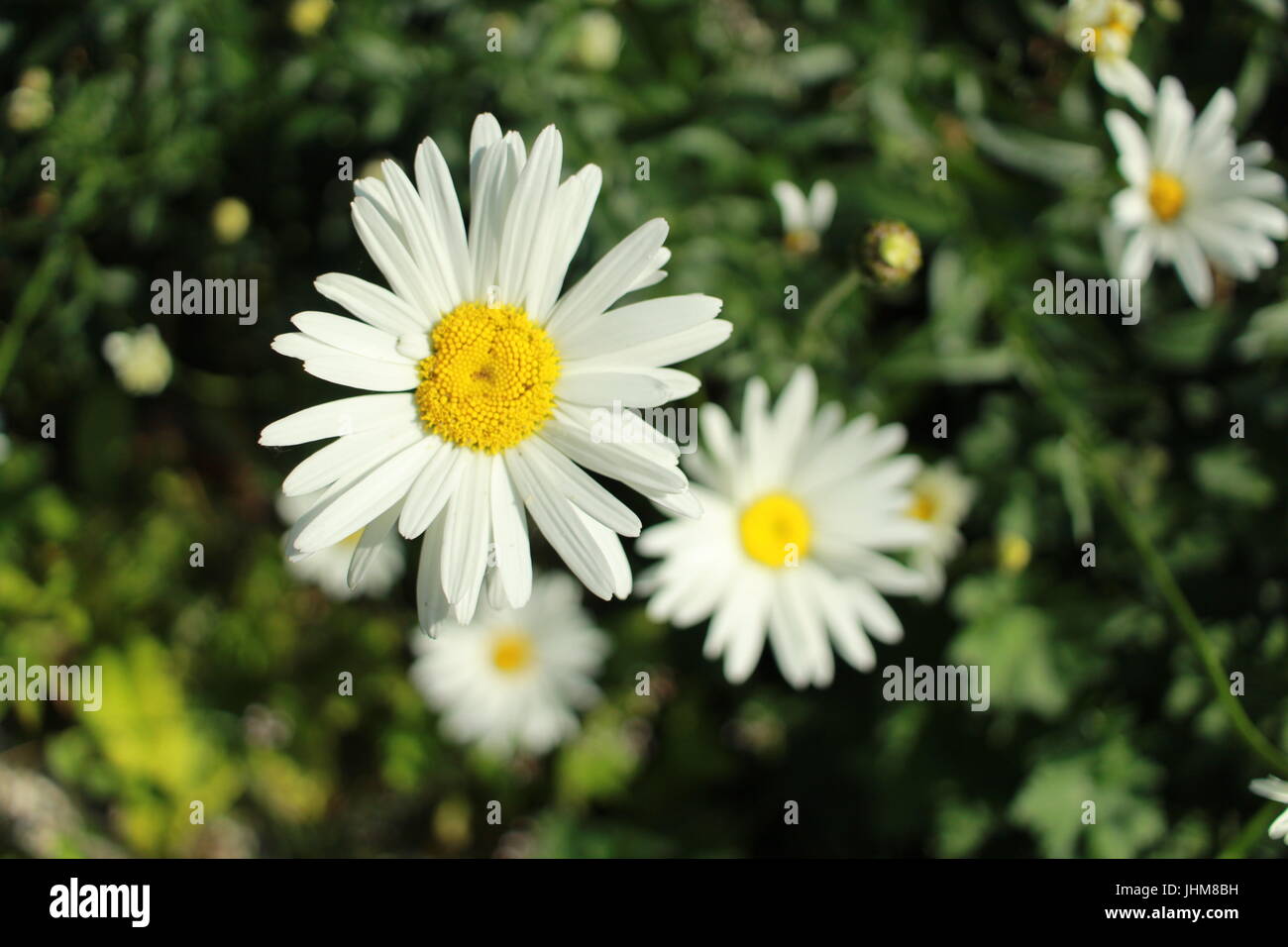 Depth of field daisies hi-res stock photography and images - Alamy