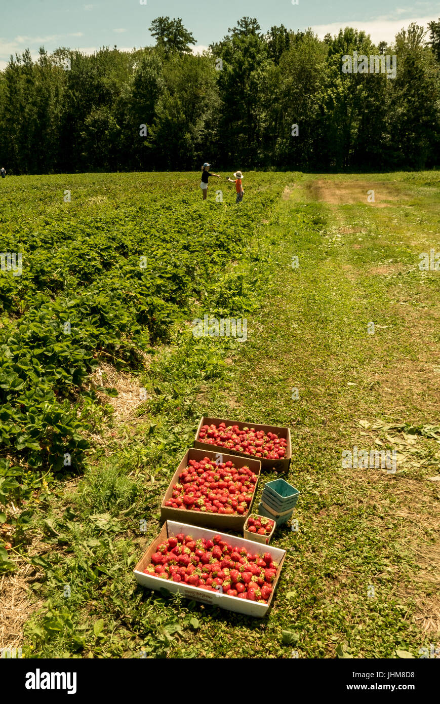 A visit to the local pick-your-own strawberry farm is a family ...