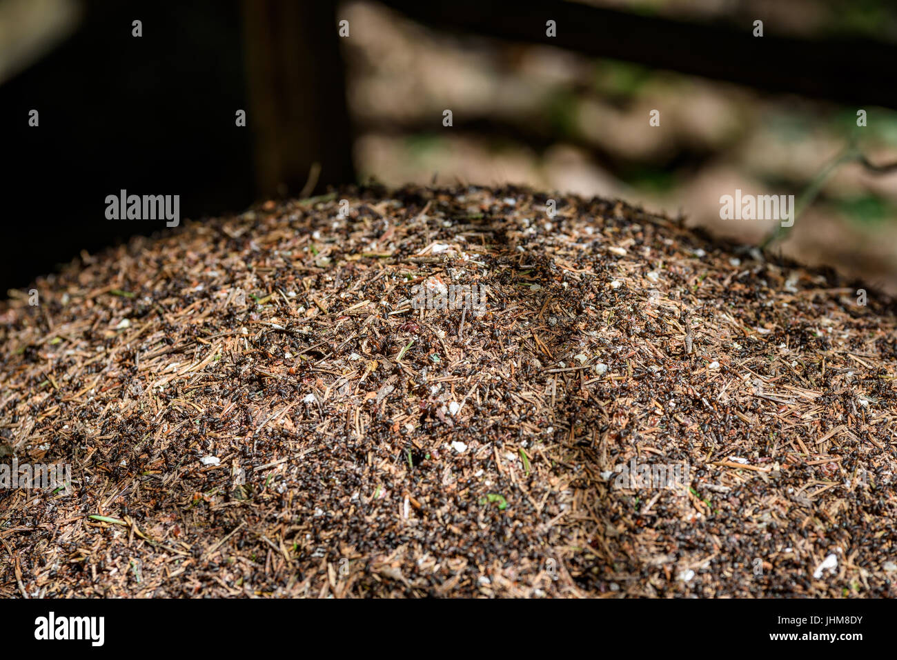 Close-up of ants nest. Large ant hill in summer forest. Anthill Stock ...