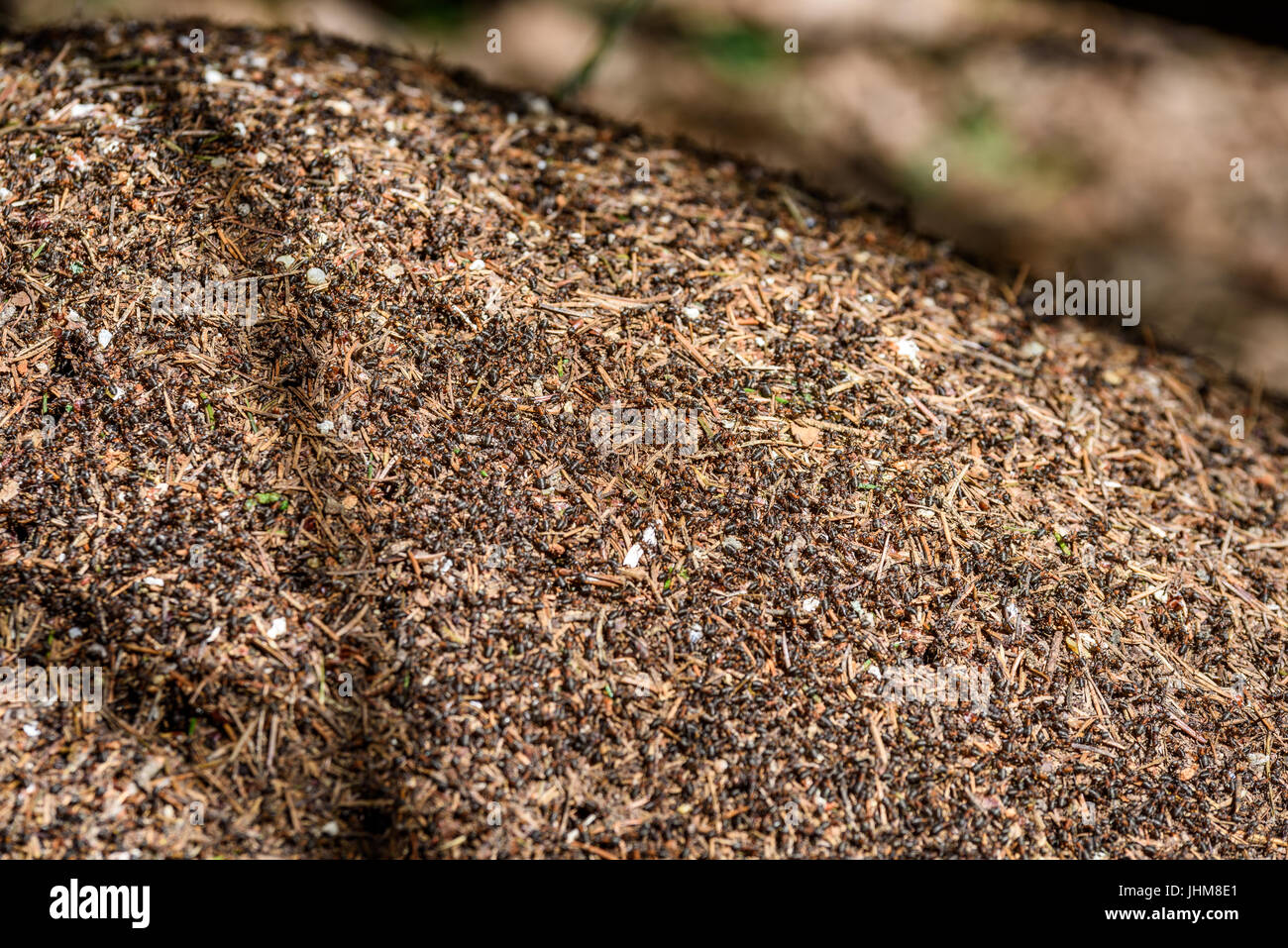 Close-up of ants nest. Large ant hill in summer forest. Anthill Stock ...