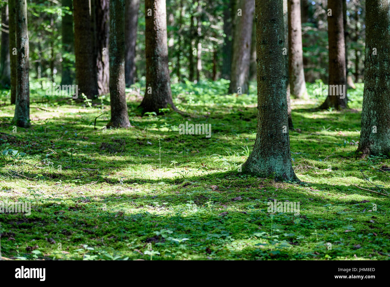 green forest with tree trunks and light rays, shadows in summer Stock ...