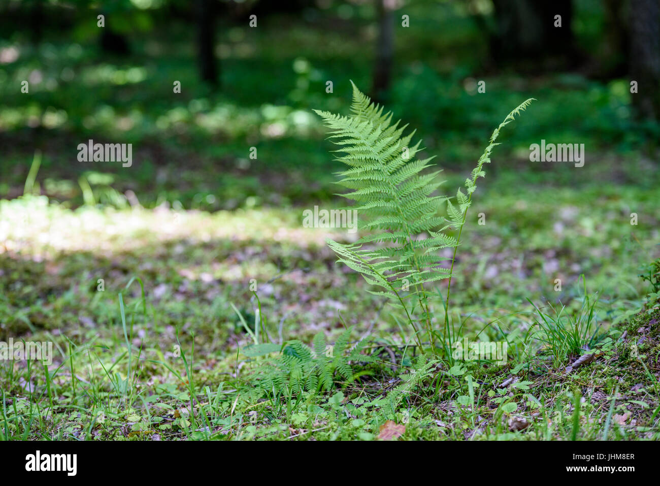 Horizontal image of lush early spring foliage - vibrant green spring ...