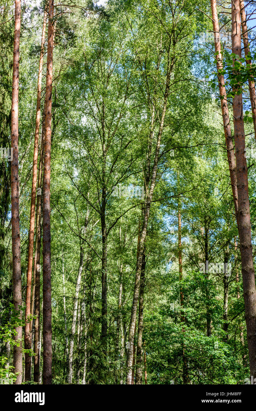 Horizontal image of lush early spring foliage - vibrant green spring ...