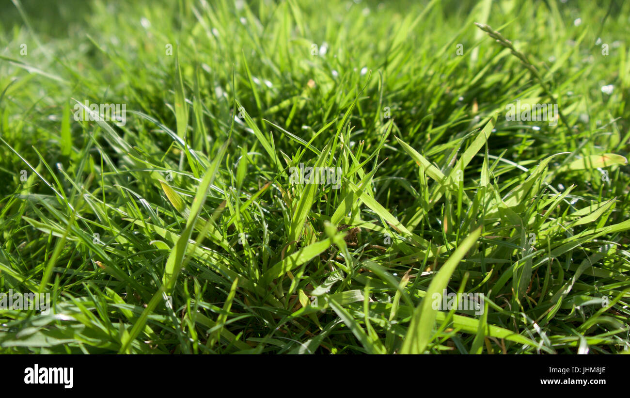 Grass short lens hi-res stock photography and images - Alamy