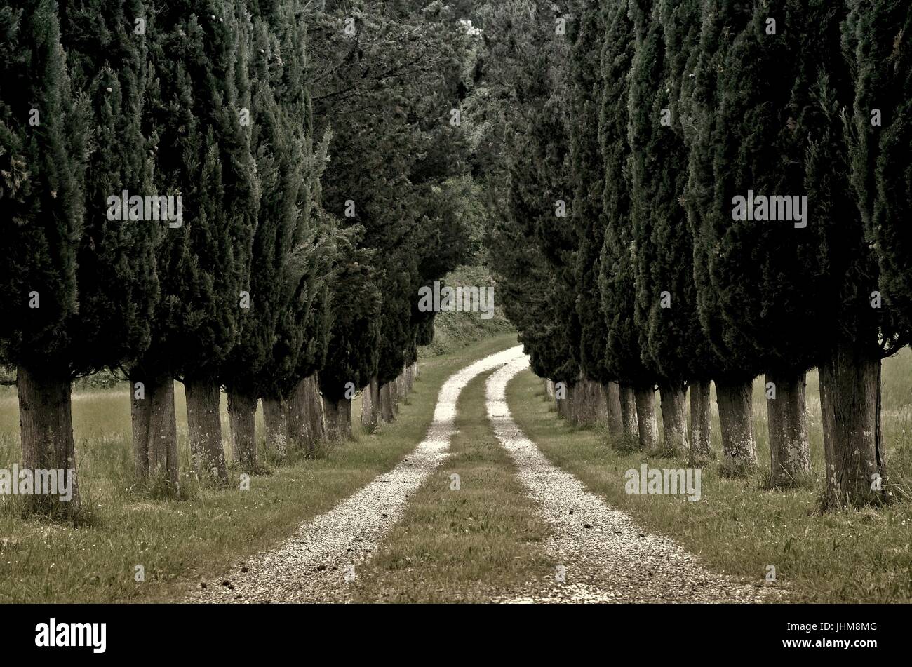 Cypress tree swamp vector hi-res stock photography and images - Alamy