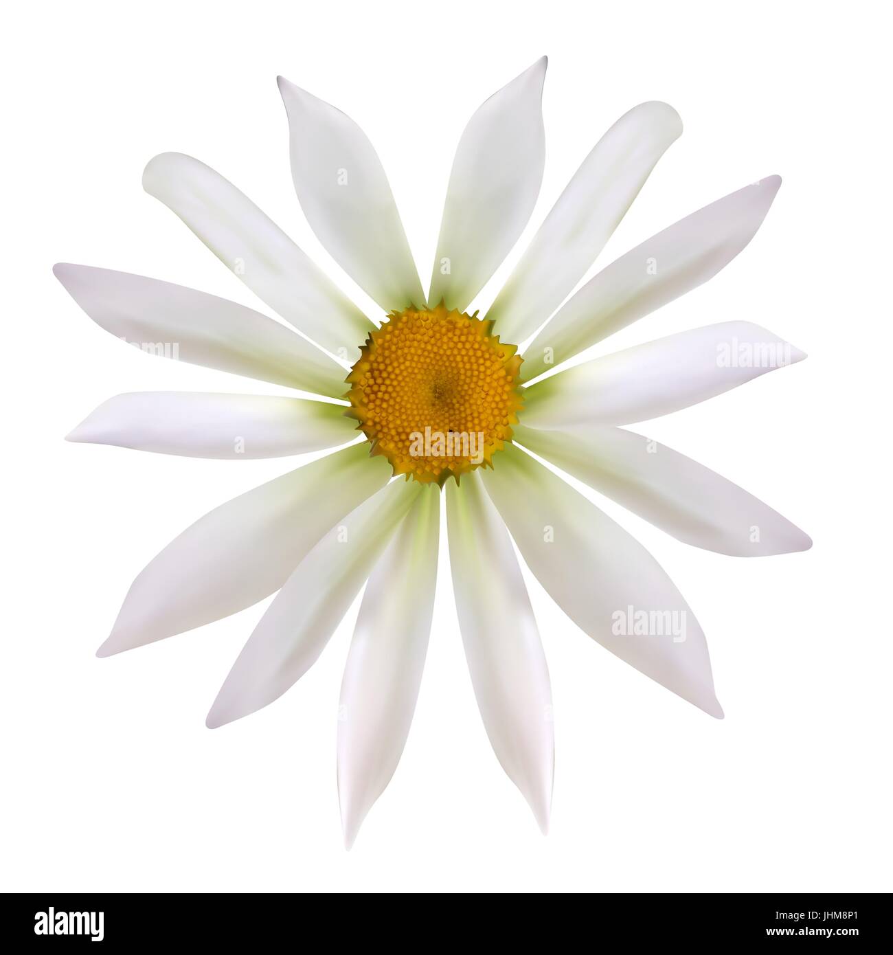 Chamomile herbal tea on Stock Vector Images - Alamy