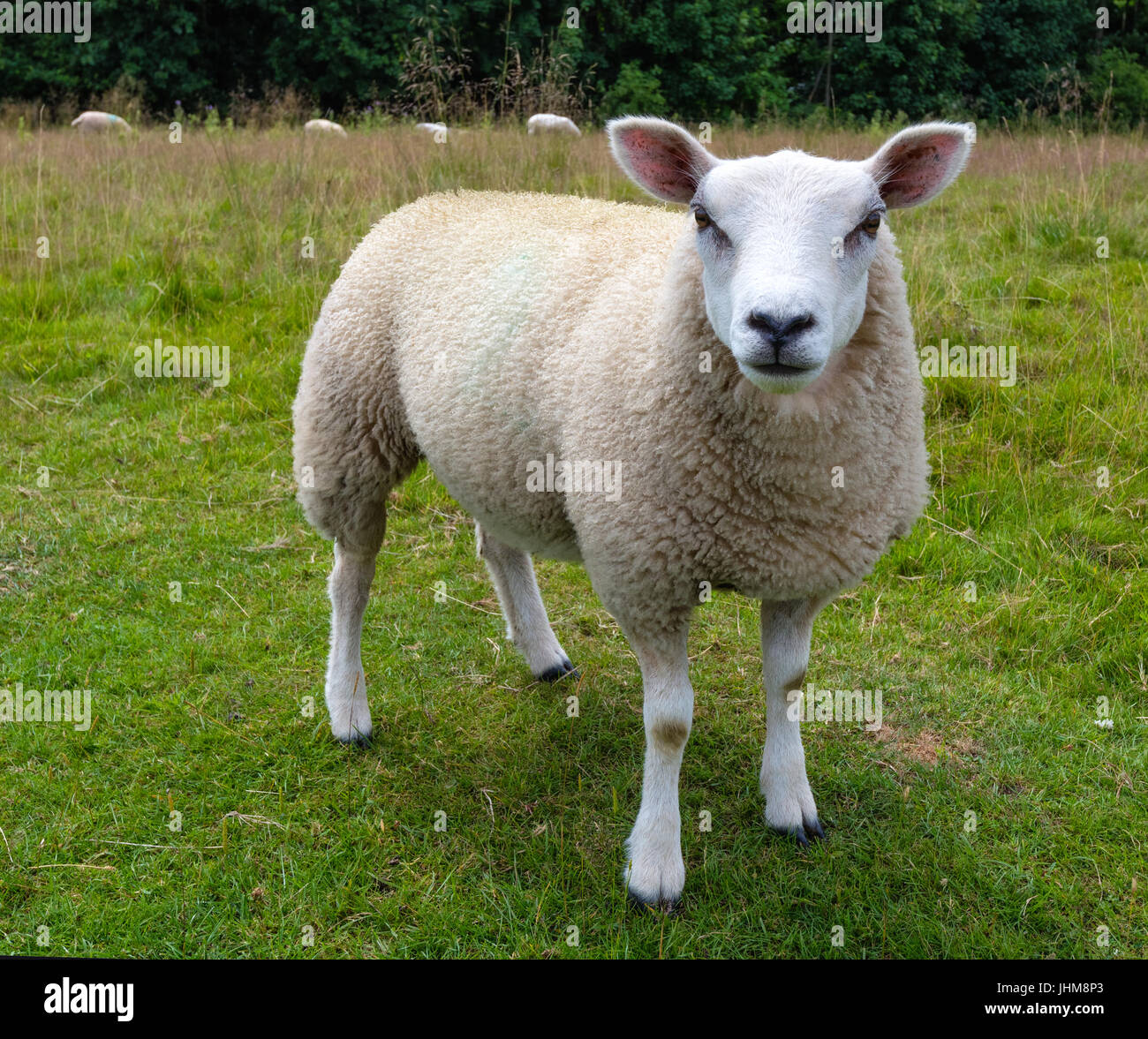 Yorkshire sheep hi-res stock photography and images - Alamy