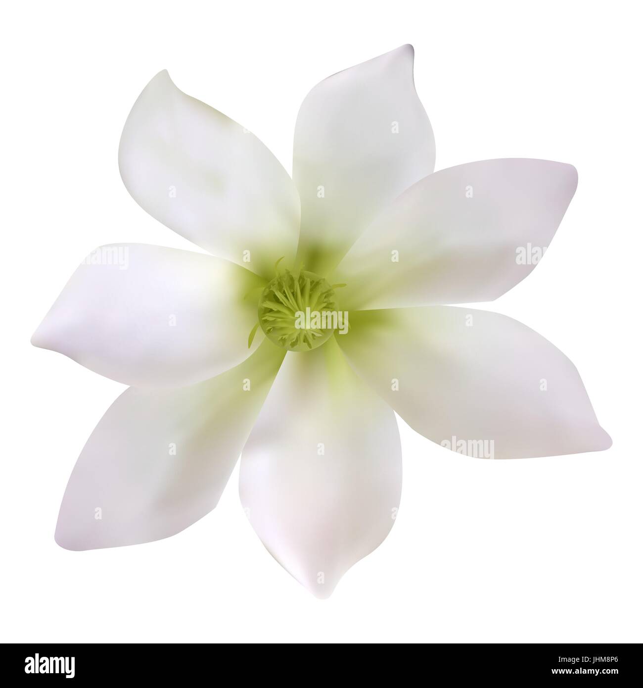 Colorful Jasmine Flowers