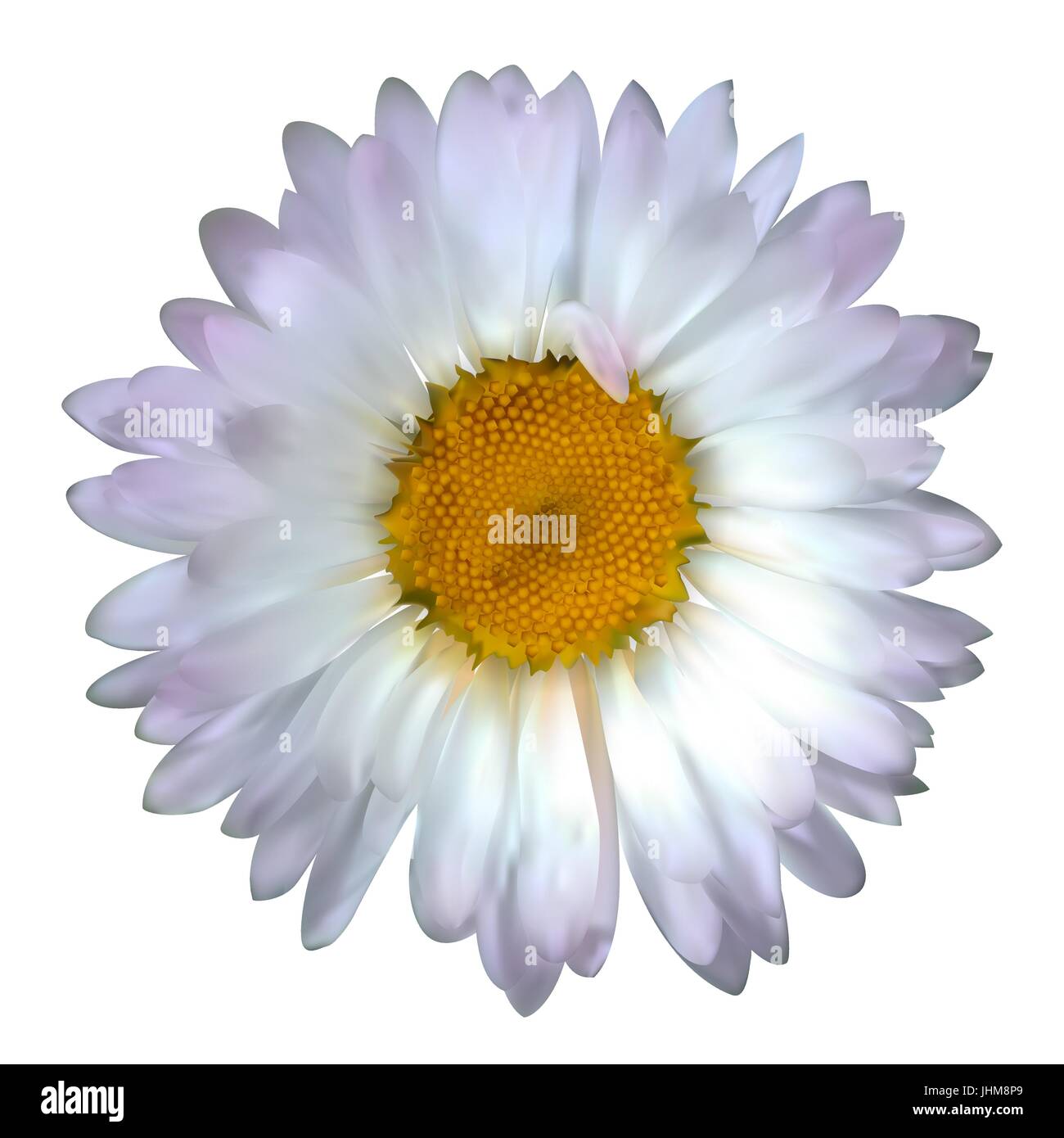 Chamomile herbal tea on Stock Vector Images - Alamy