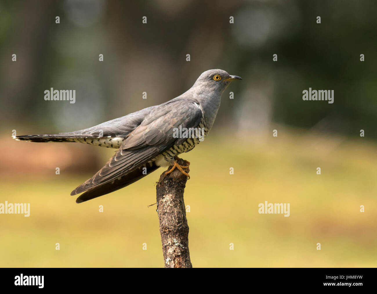 Adult Male Cuckoo perched on Lichen covered Branch Stock Photo - Alamy