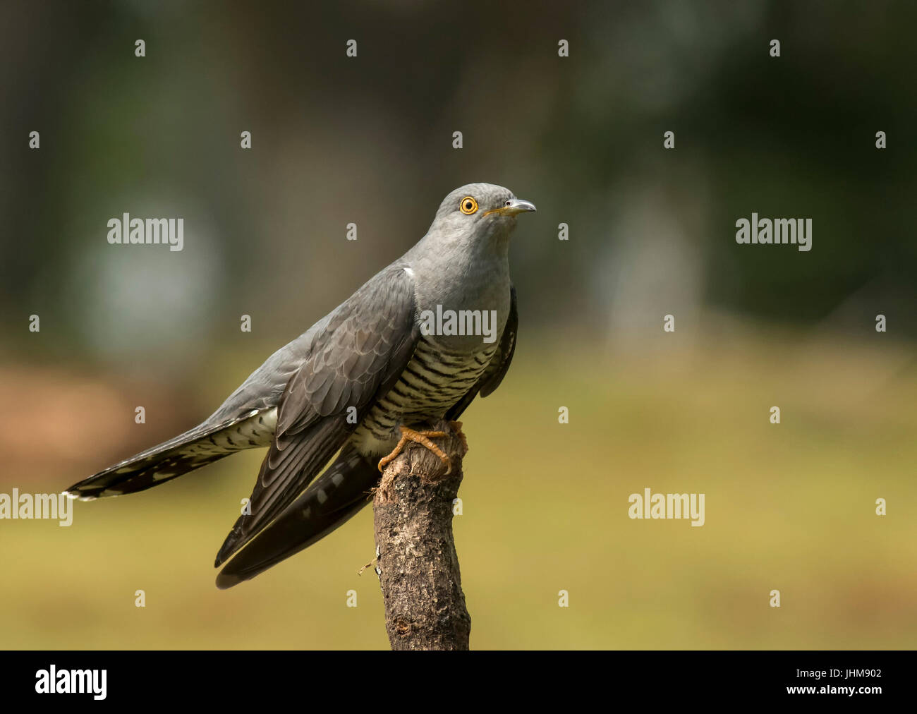 Male cuckoo hi-res stock photography and images - Alamy