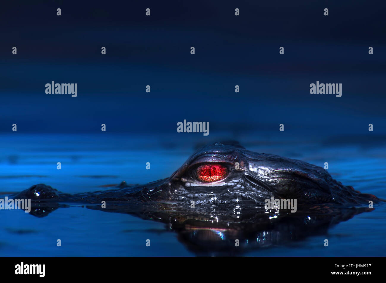 Awesome alligator pic hi-res stock photography and images - Alamy