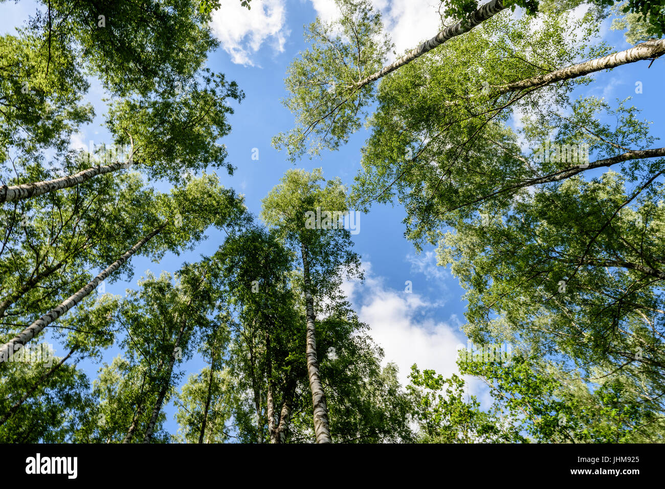 Horizontal image of lush early spring foliage - vibrant green spring ...