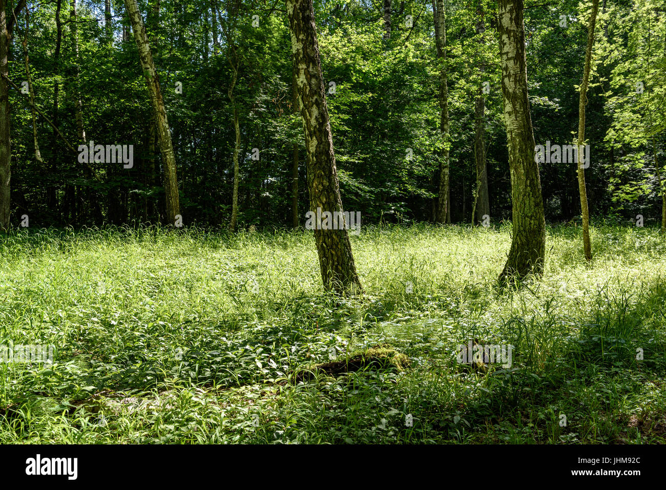 green forest with tree trunks and light rays, shadows in summer Stock ...