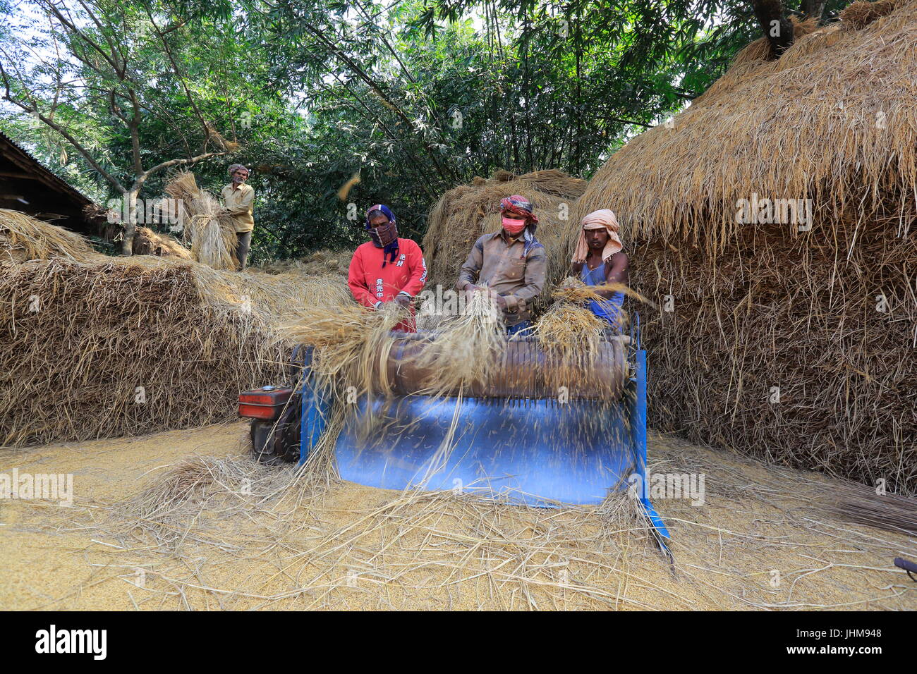 Farmers threshing rice paddy with machine at a village in ...