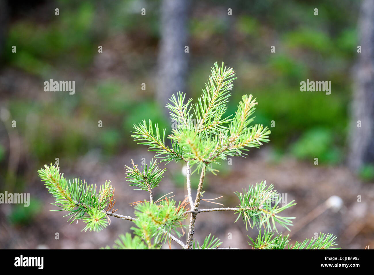 Horizontal image of lush early spring foliage - vibrant green spring ...