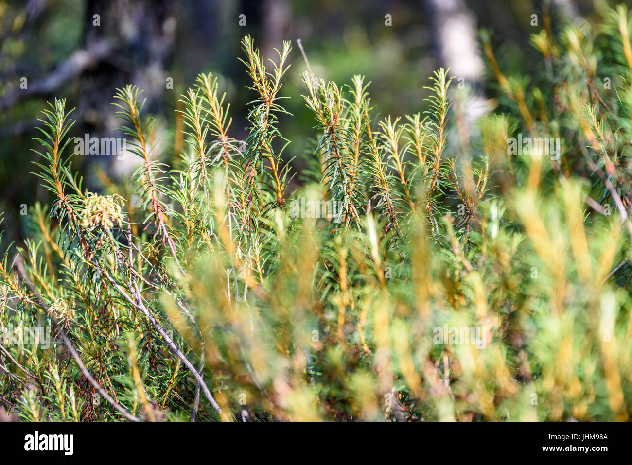 Horizontal image of lush early spring foliage - vibrant green spring ...