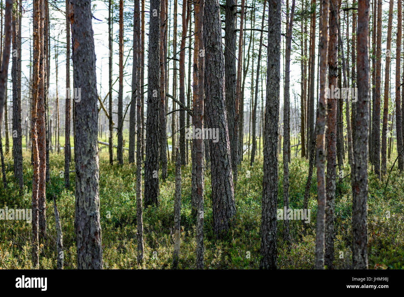 lush early spring foliage - vibrant green spring fresh leaves of pine ...