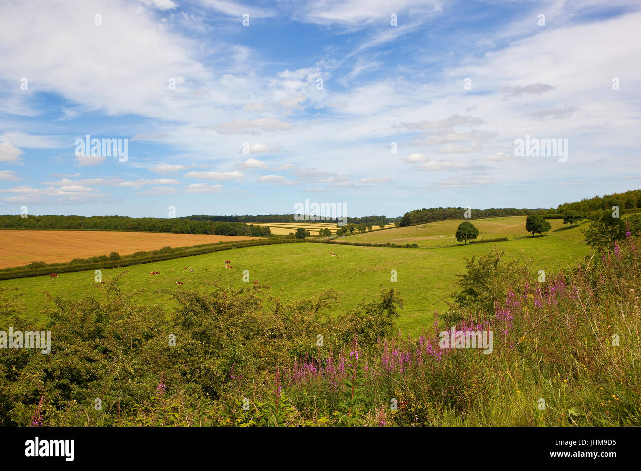 a traditional english landscape with wildflowers hills and hedgerows ...