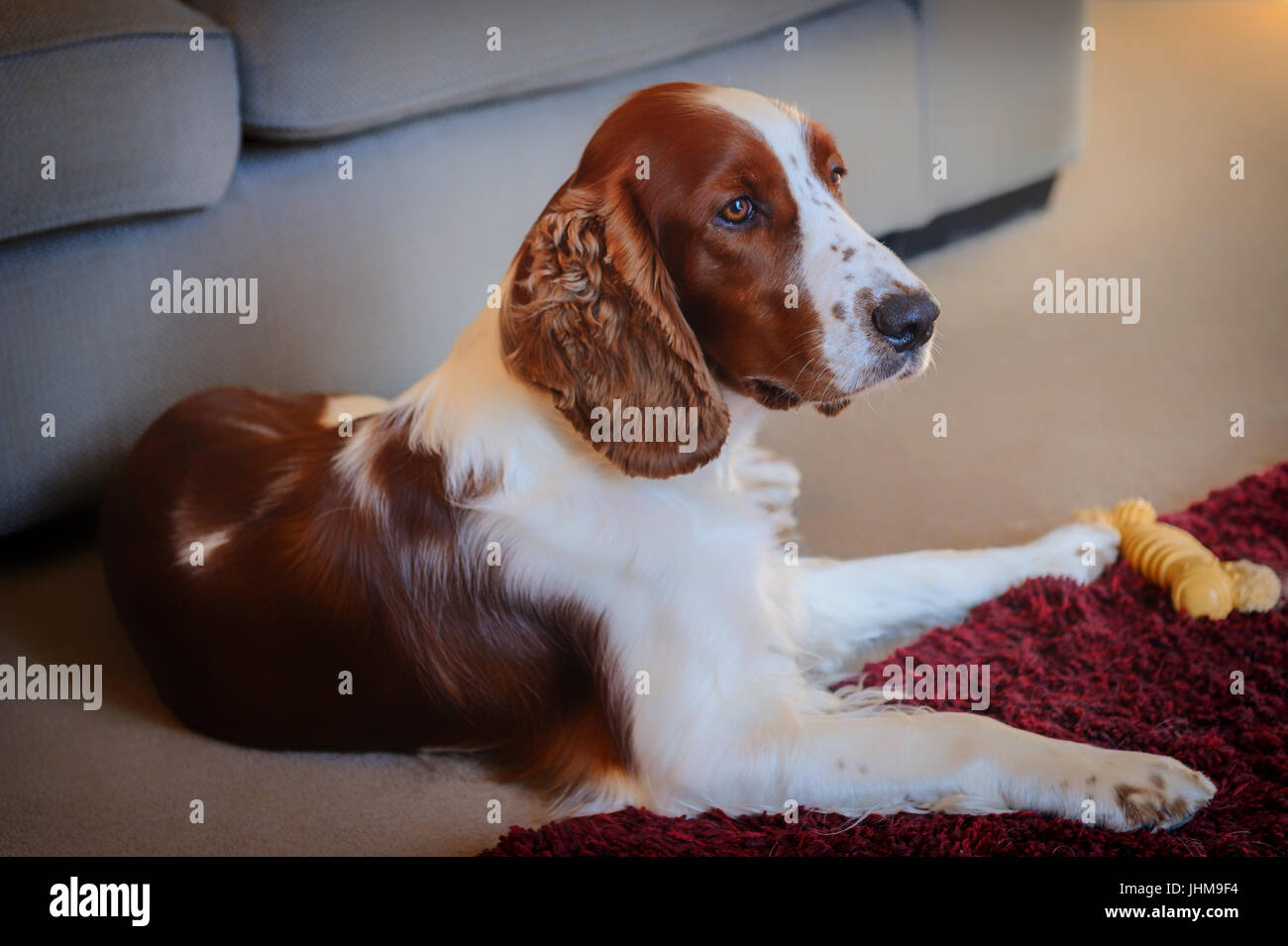 Welsh springer spaniel hi-res stock photography and images - Alamy